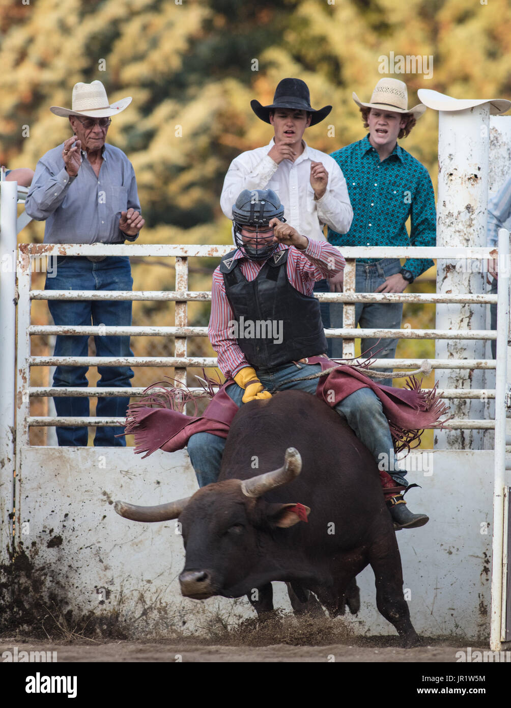 Rodeo action at the Scott Valley Pleasure Park Rodeo in Etna ...