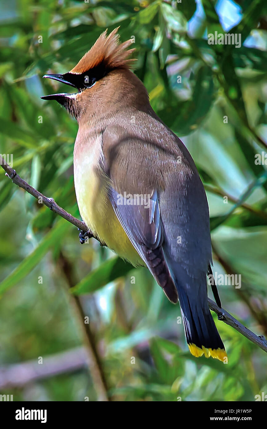 Closeup of a Cedar Waxwing bird singing Stock Photo - Alamy