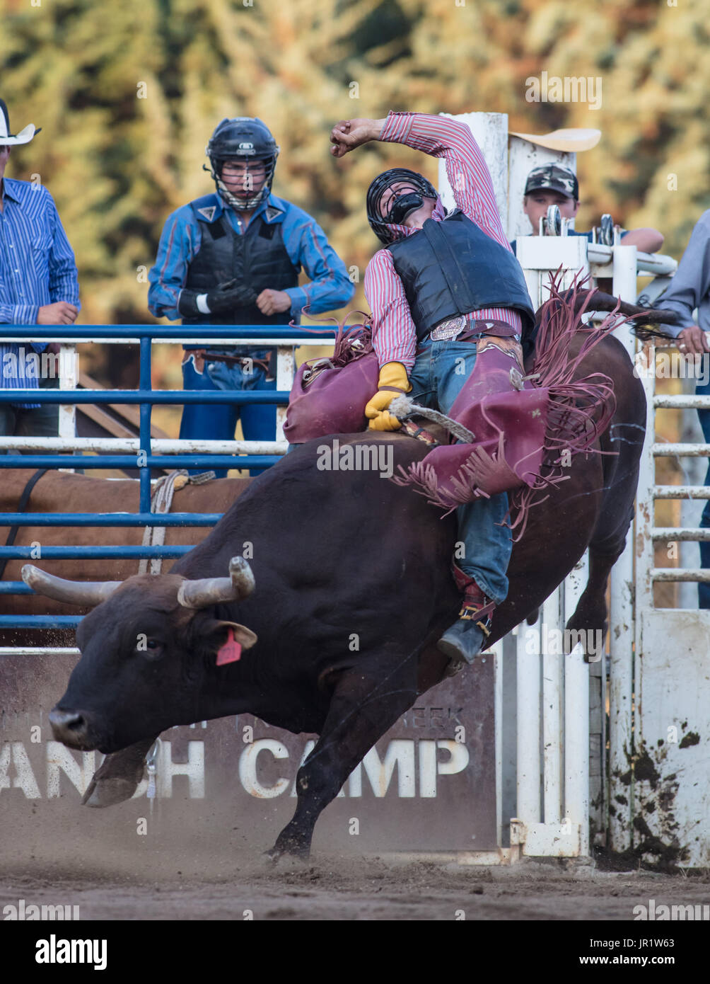 Rodeo action at the Scott Valley Pleasure Park Rodeo in Etna ...