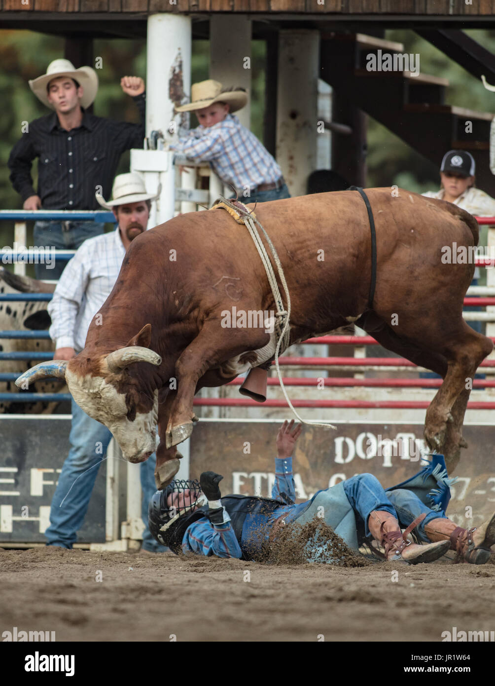 Rodeo action at the Scott Valley Pleasure Park Rodeo in Etna ...