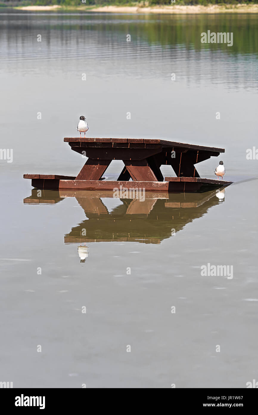 Seagulls on picnic table hi-res stock photography and images - Alamy