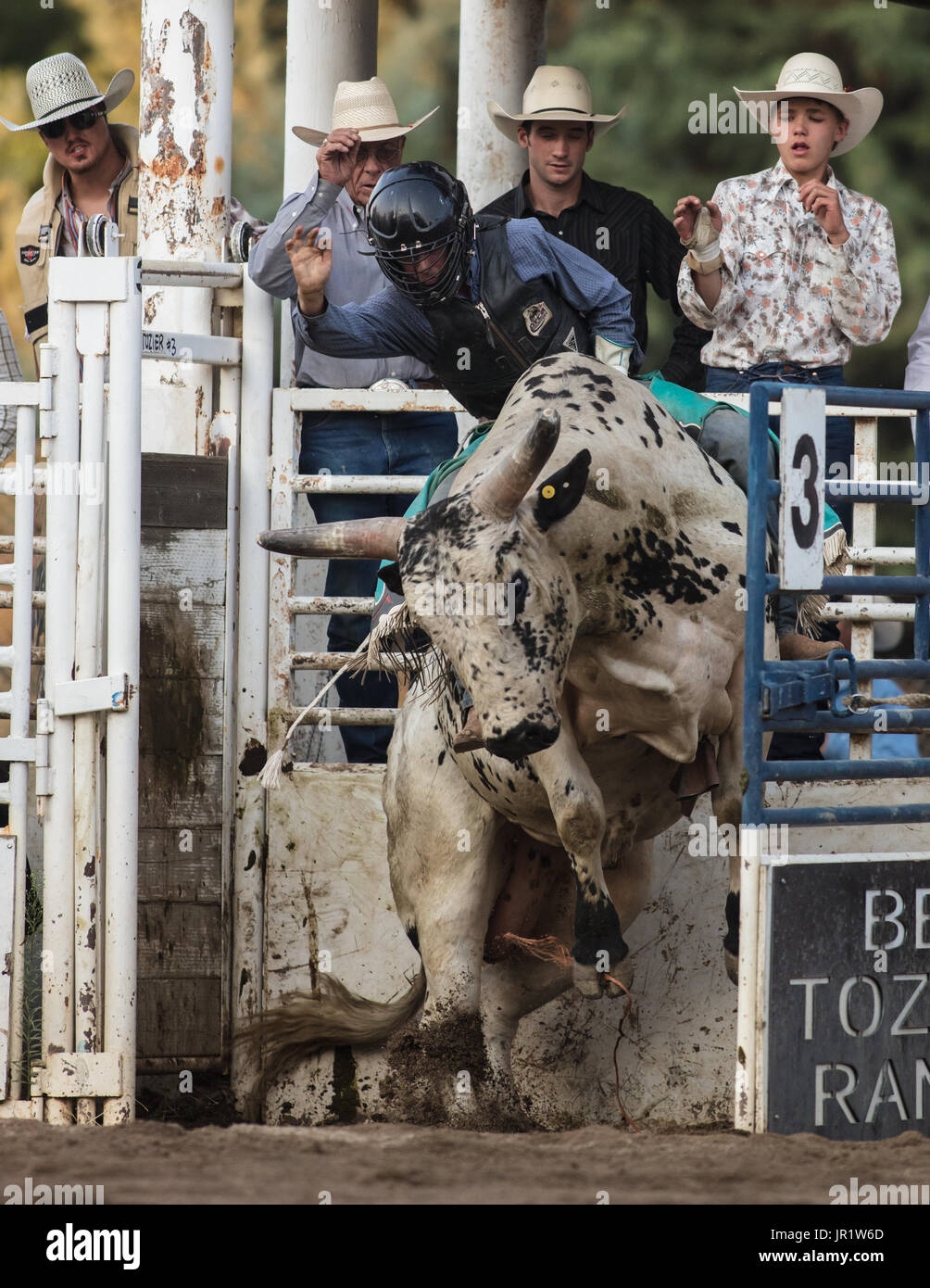 Rodeo action at the Scott Valley Pleasure Park Rodeo in Etna ...