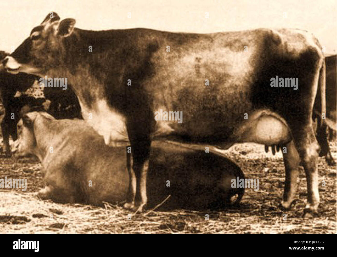 Australian milking zebu dairy cows 1952 hi-res stock photography and ...