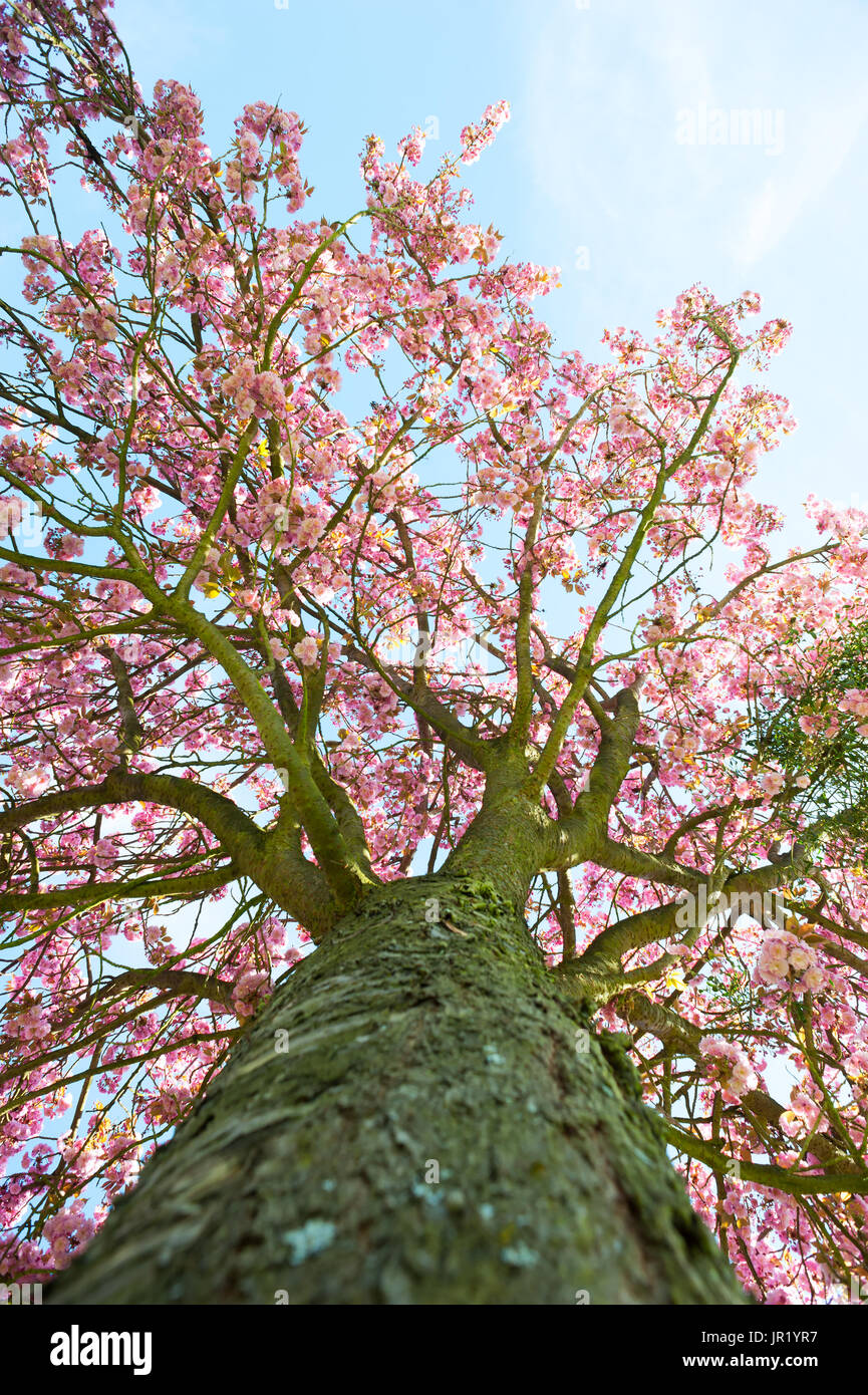 japanese cherry tree against blue sky Stock Photo - Alamy