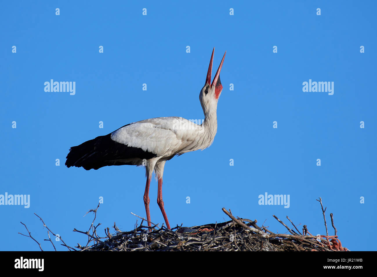 White stork in its nest bill clapping with blue skies in the background ...