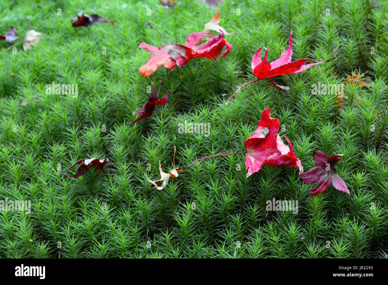 Fall maple hi-res stock photography and images - Alamy