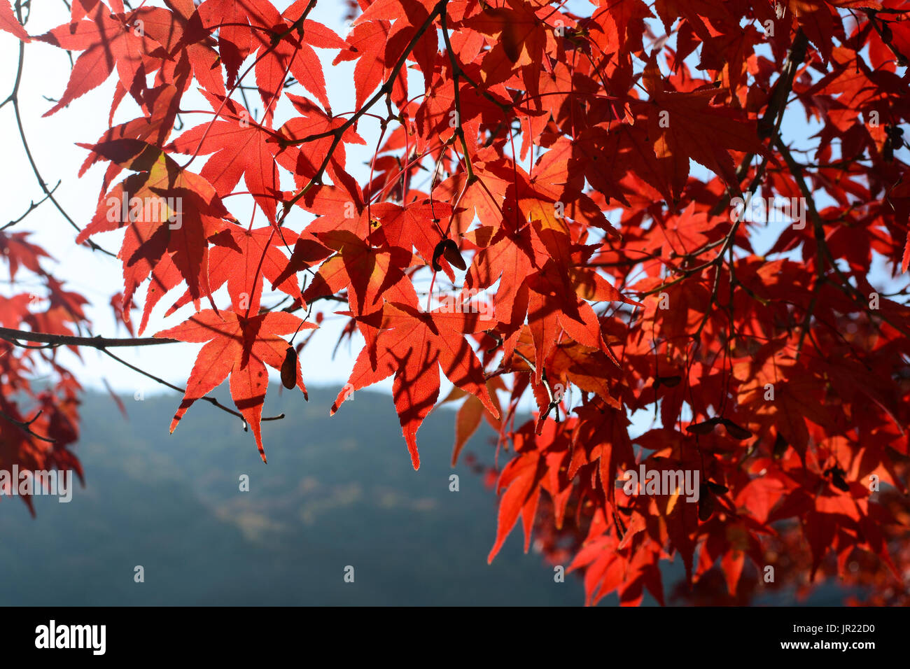 Red Japanese maple tree leaves displaying their best fall color Stock ...