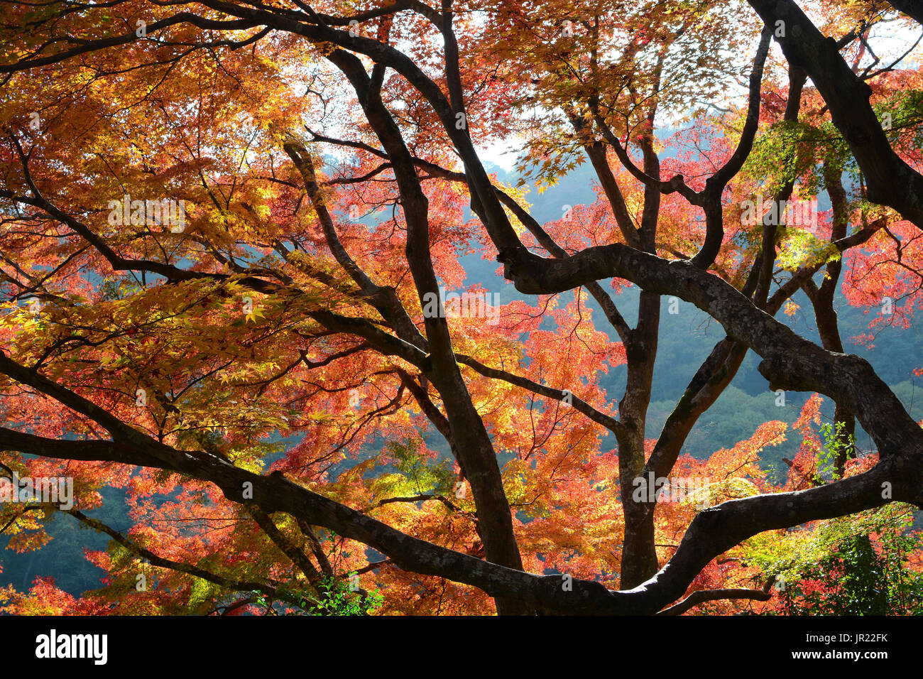 Autumn colored leaves and dark branches of maple trees in fall Stock ...