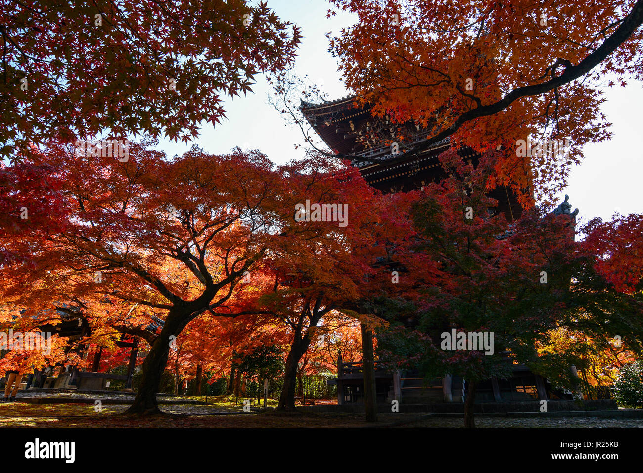 Fiery red autumn maples and a traditional Japanese pagoda in Kyoto ...