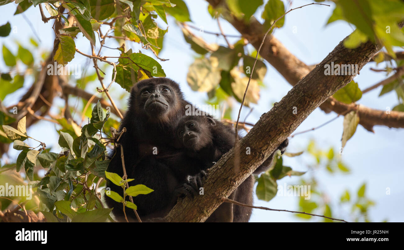 Scary monkey hi-res stock photography and images - Alamy