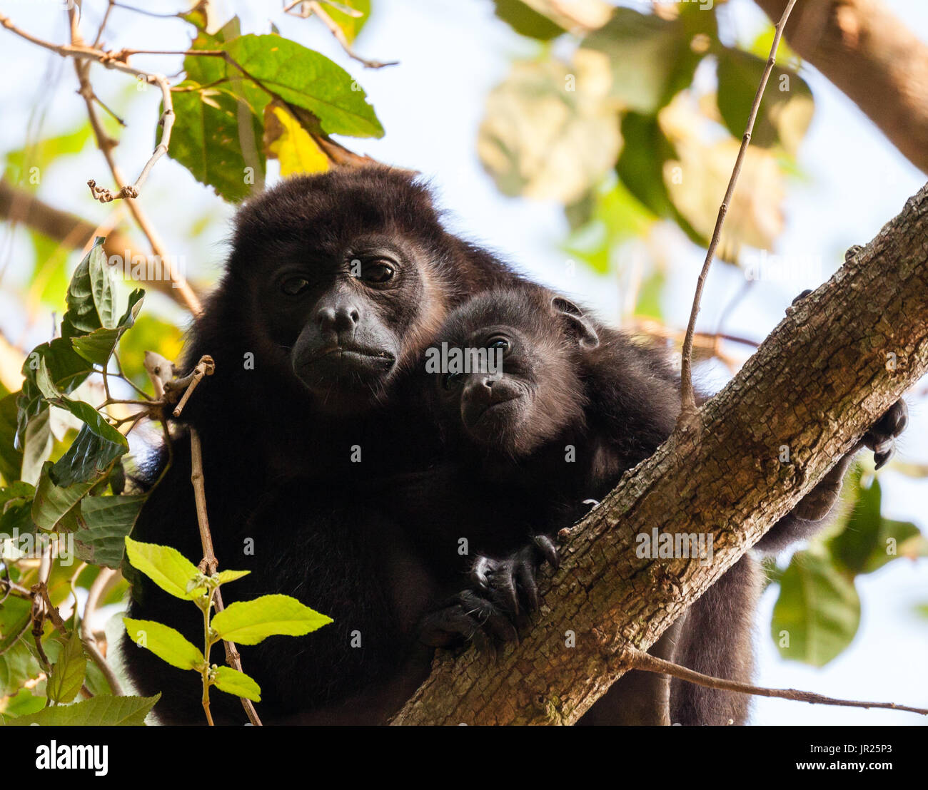 Juvenile howl hi-res stock photography and images - Alamy