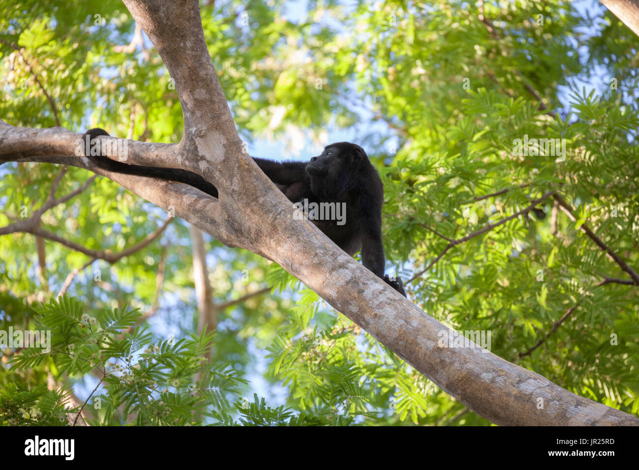 Species of monkey hi-res stock photography and images - Alamy