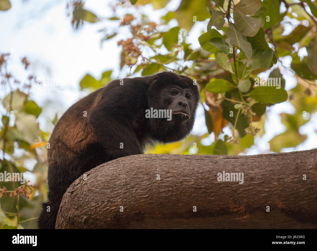 Scary monkey hi-res stock photography and images - Alamy
