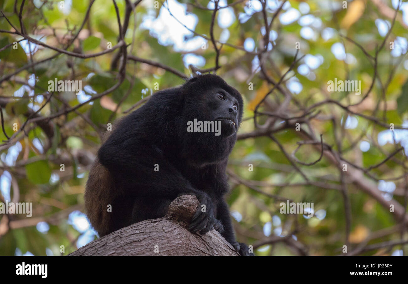 Juvenile howl hi-res stock photography and images - Alamy