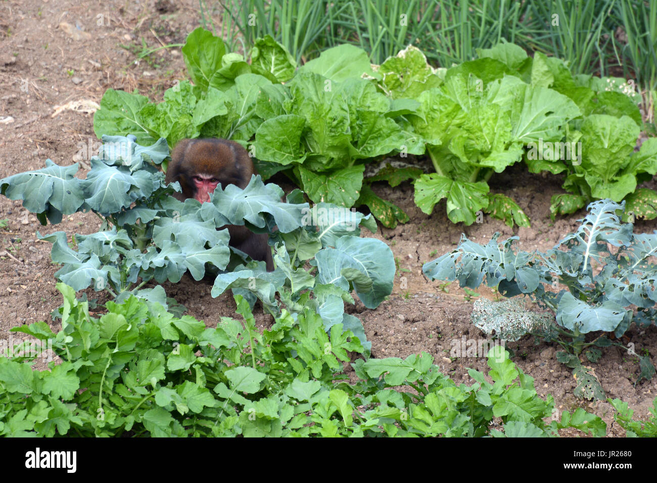 Wild Japanese macaque monkey stealing food from a human garden in Kyoto ...
