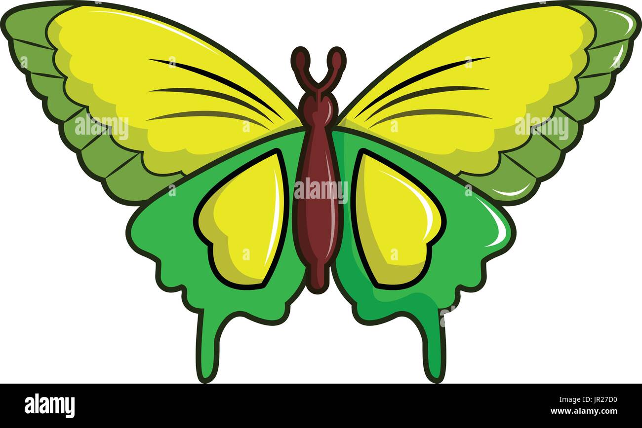 The goliath birdwing butterfly hi-res stock photography and images - Alamy