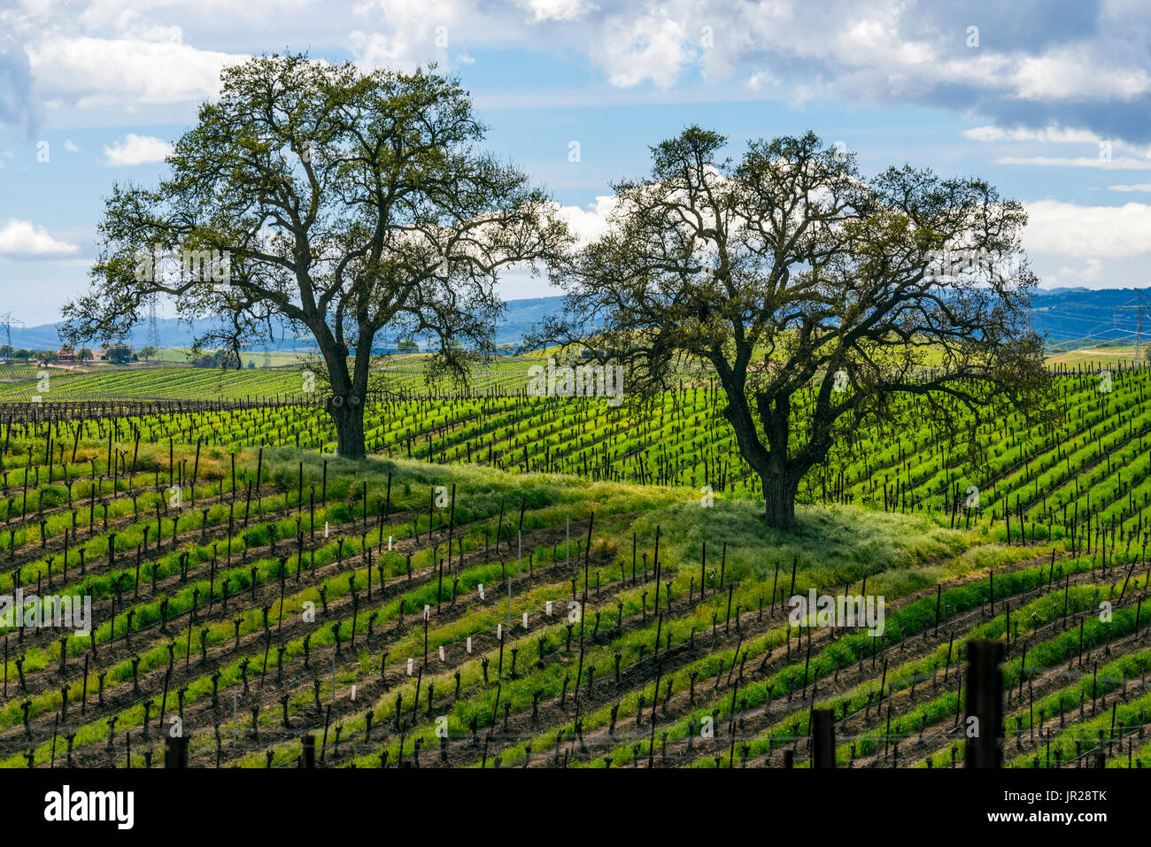 Vineyard, Paso Robles, California Stock Photo - Alamy