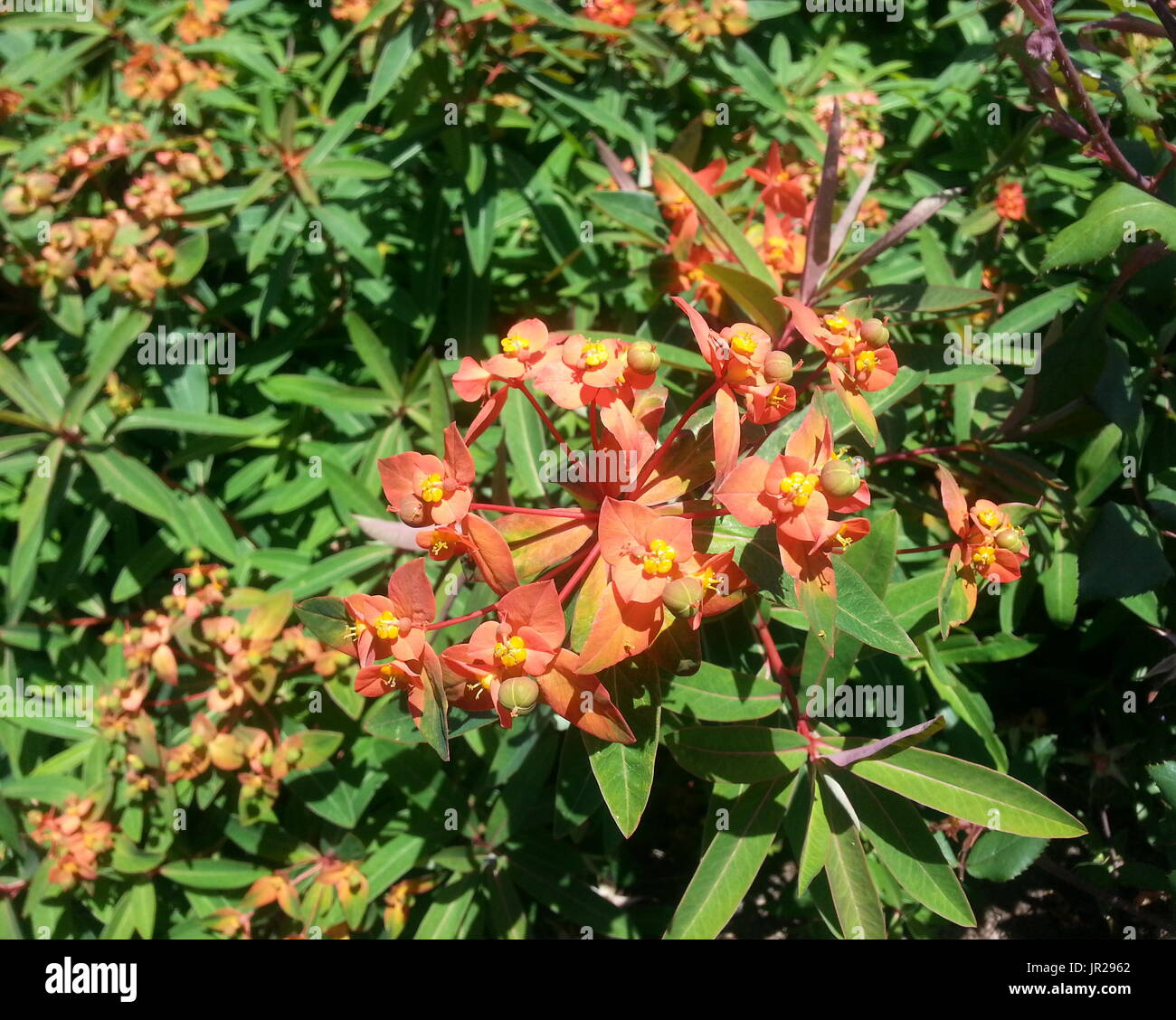 Orange Bush Flowers Stock Photo - Alamy