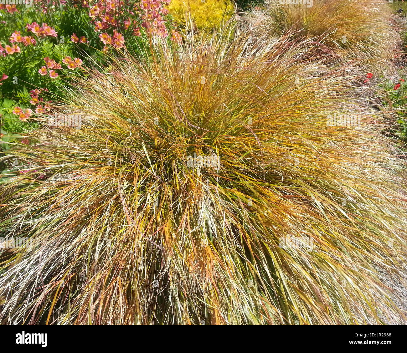 Tall tan grass hi-res stock photography and images - Alamy