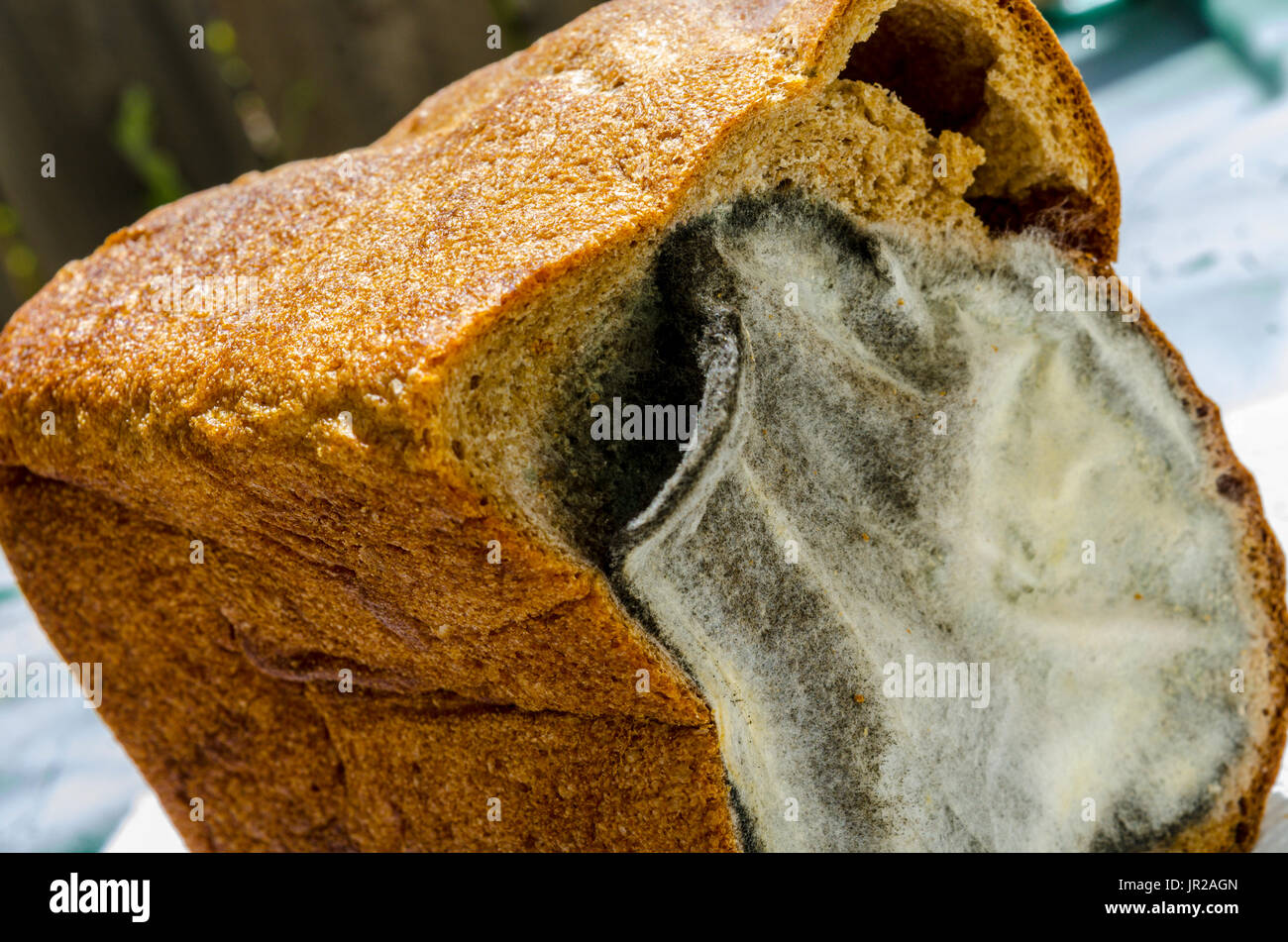 A heavy layer of mold on a loaf of whole wheat home made bread Stock ...