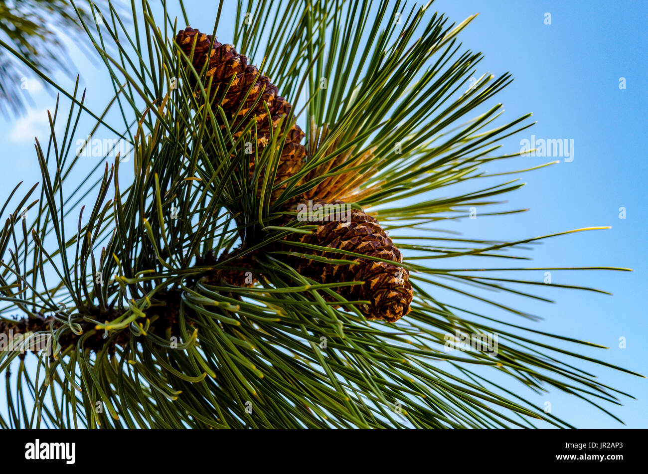 Ponderosa pine seed hi-res stock photography and images - Alamy