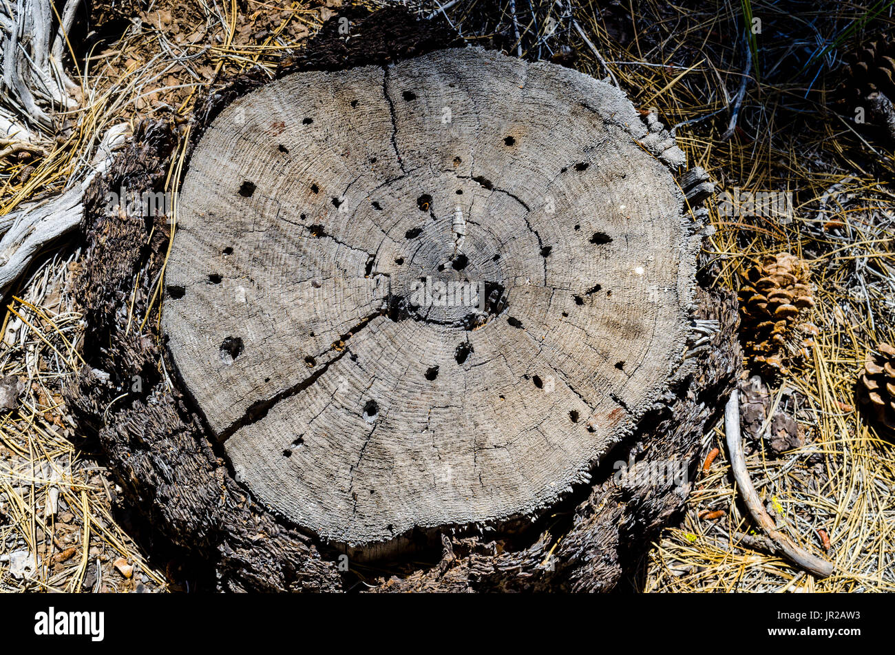 A cutoff pine tree stump with holes from boring beetles Stock Photo - Alamy
