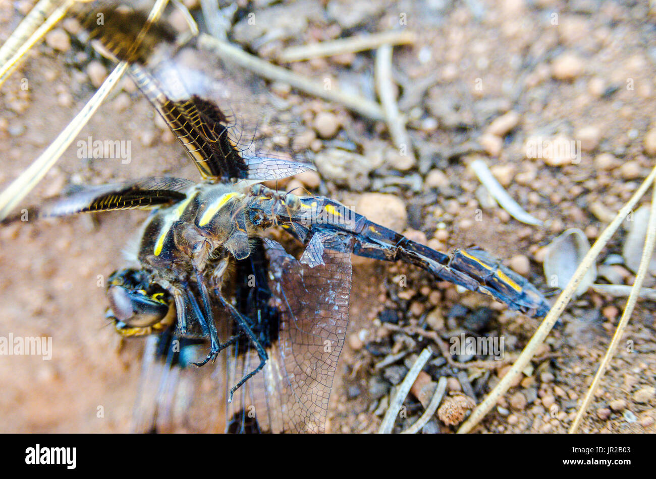 Dragonfly species nevada hi-res stock photography and images - Alamy
