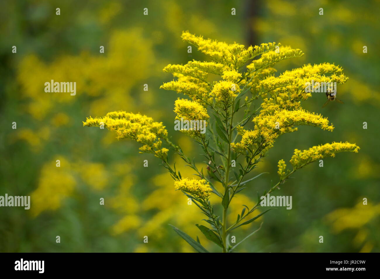 A bee hanging onto a goldenrod Stock Photo - Alamy