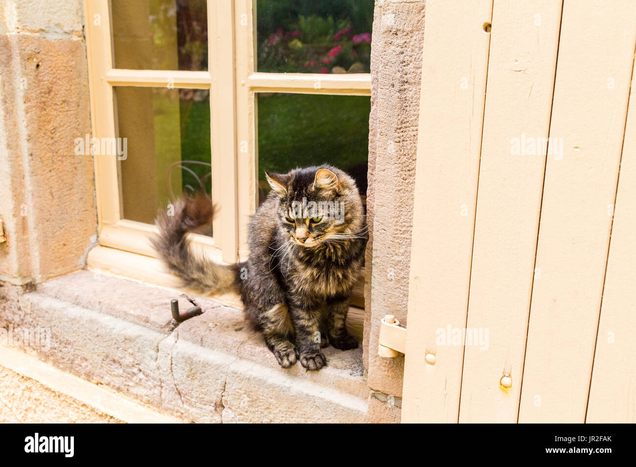 Tortoiseshell cat sitting on the window sill of an old stone house in ...