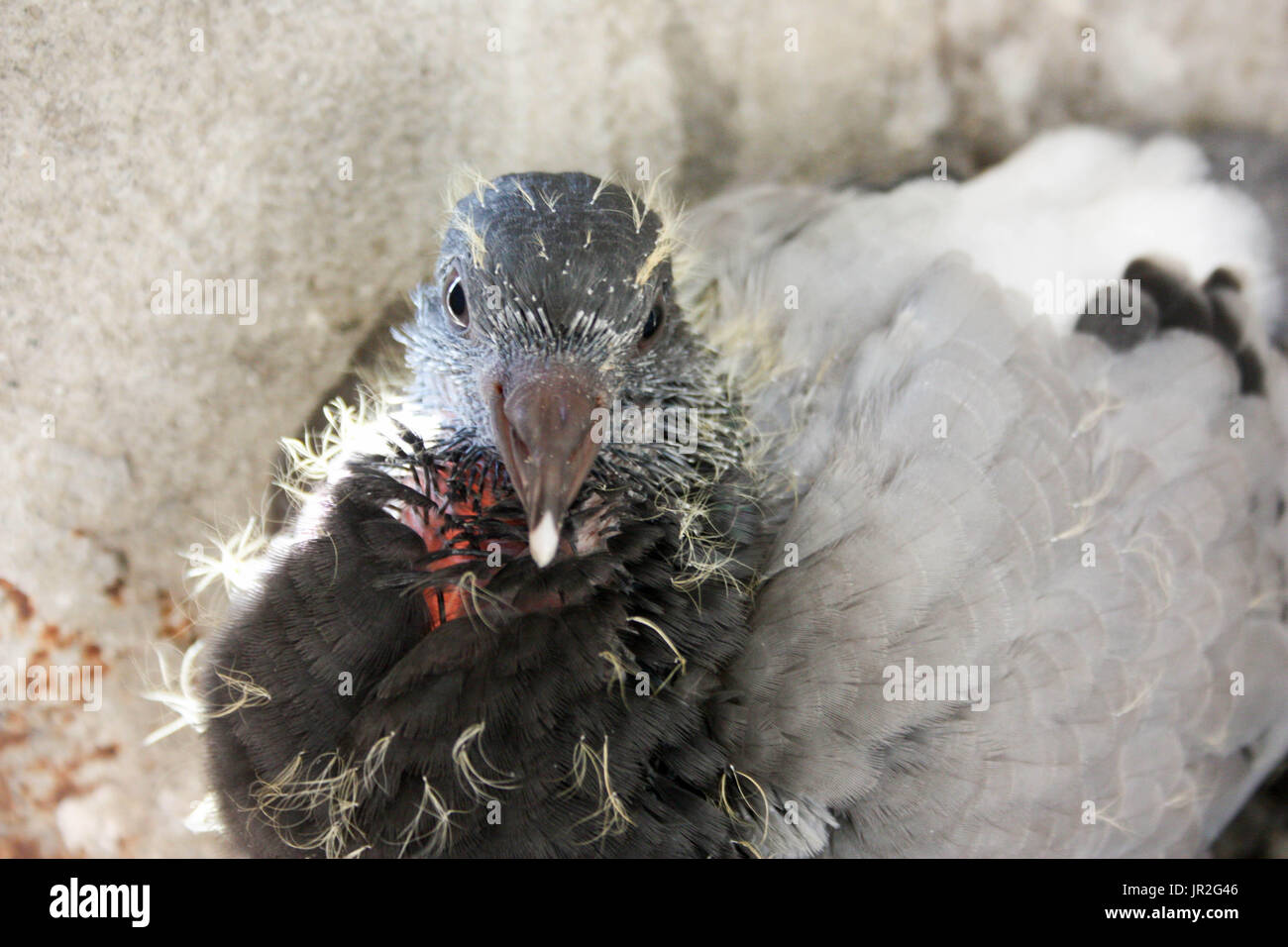 Baby Dove High Resolution Stock Photography and Images - Alamy