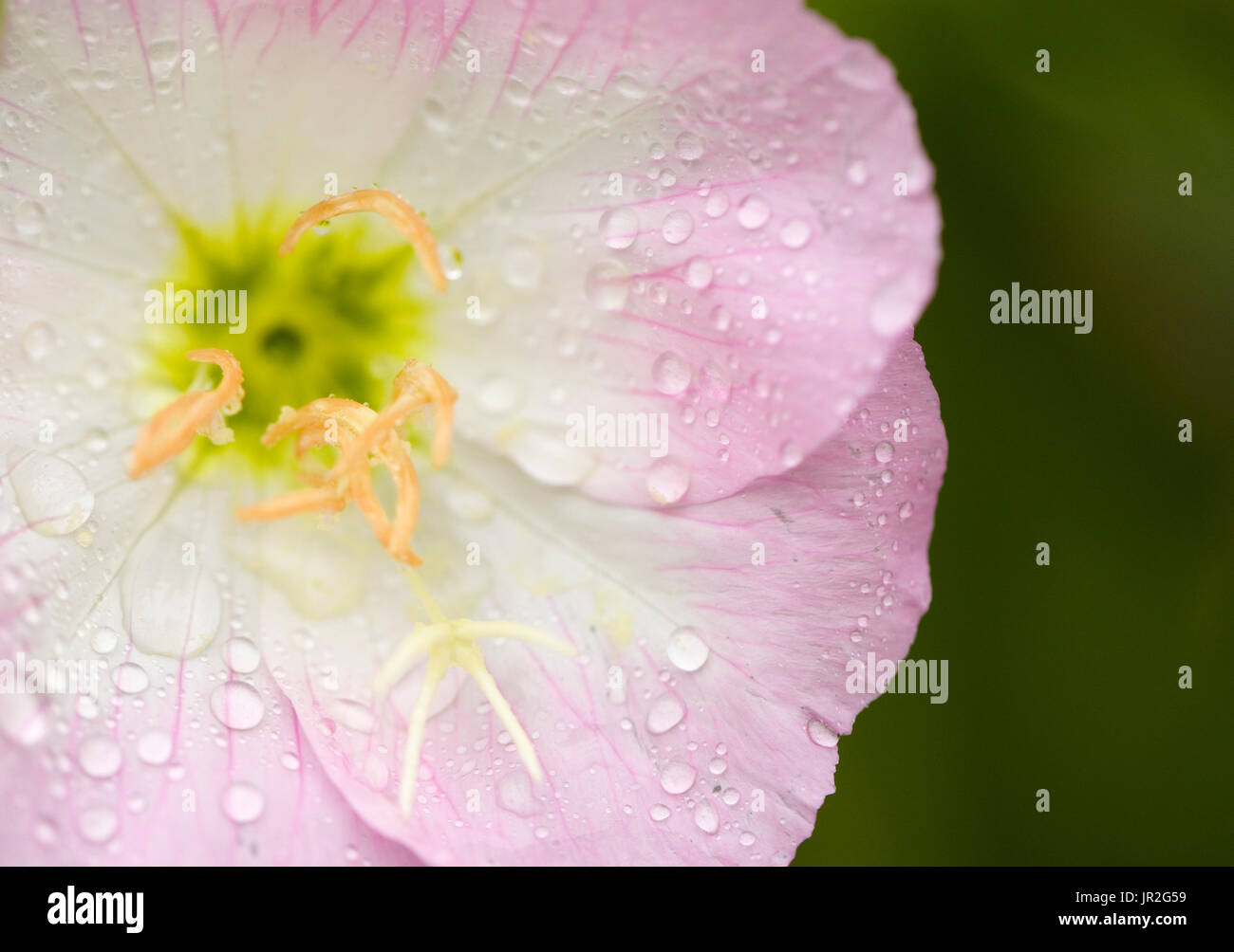 Flowers macro view hi-res stock photography and images - Alamy