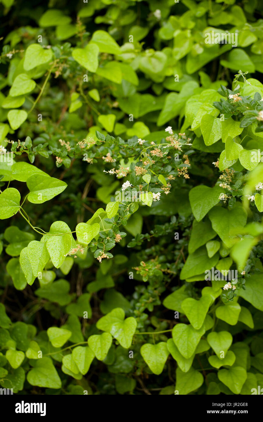 Simple foliage hi-res stock photography and images - Alamy