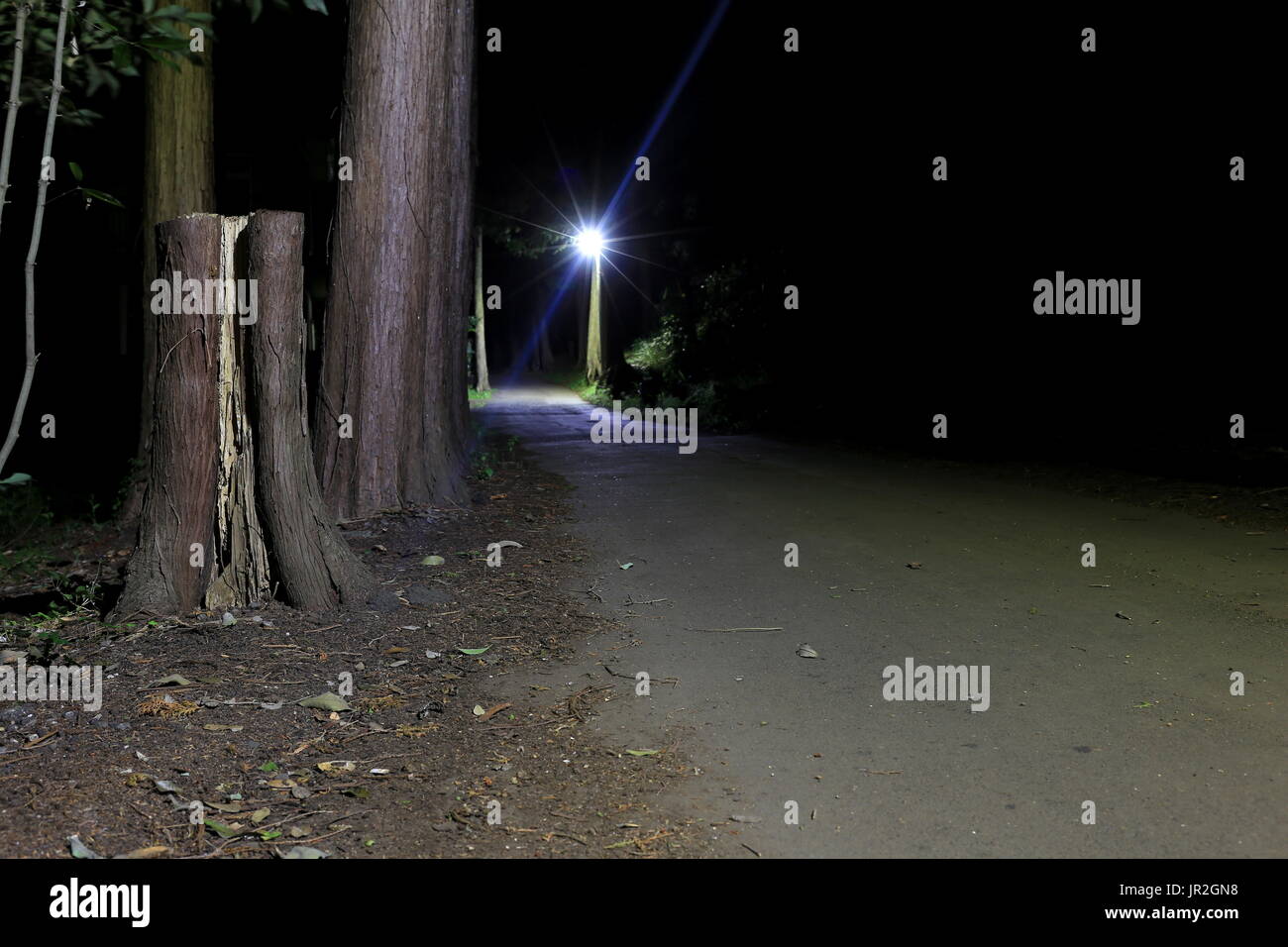 A lonely road winds through a dark Japanese forest at night Stock Photo ...