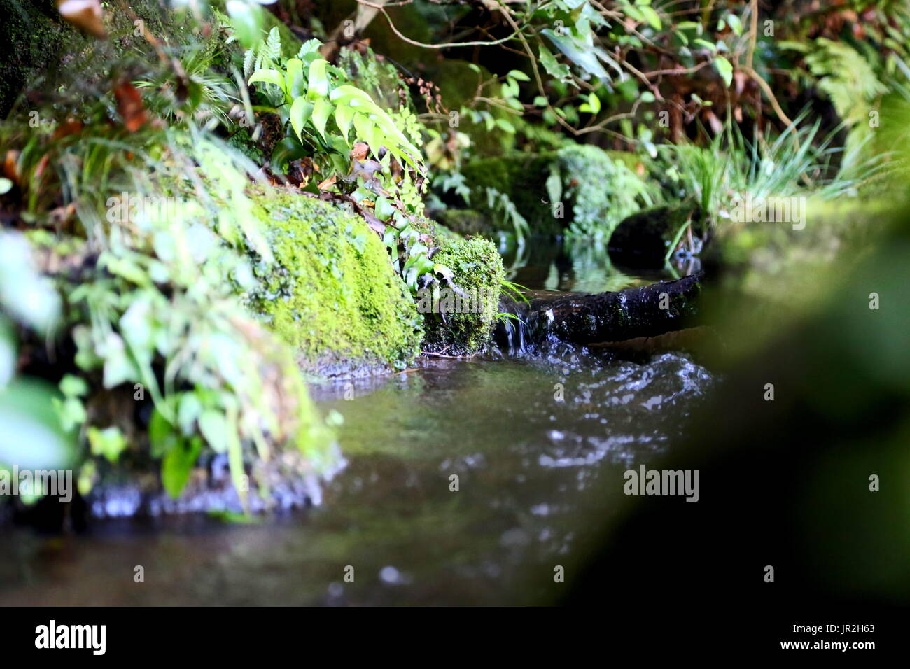 A small stream in Serigaya Park in Machida, Tokyo, Japan. This small ...