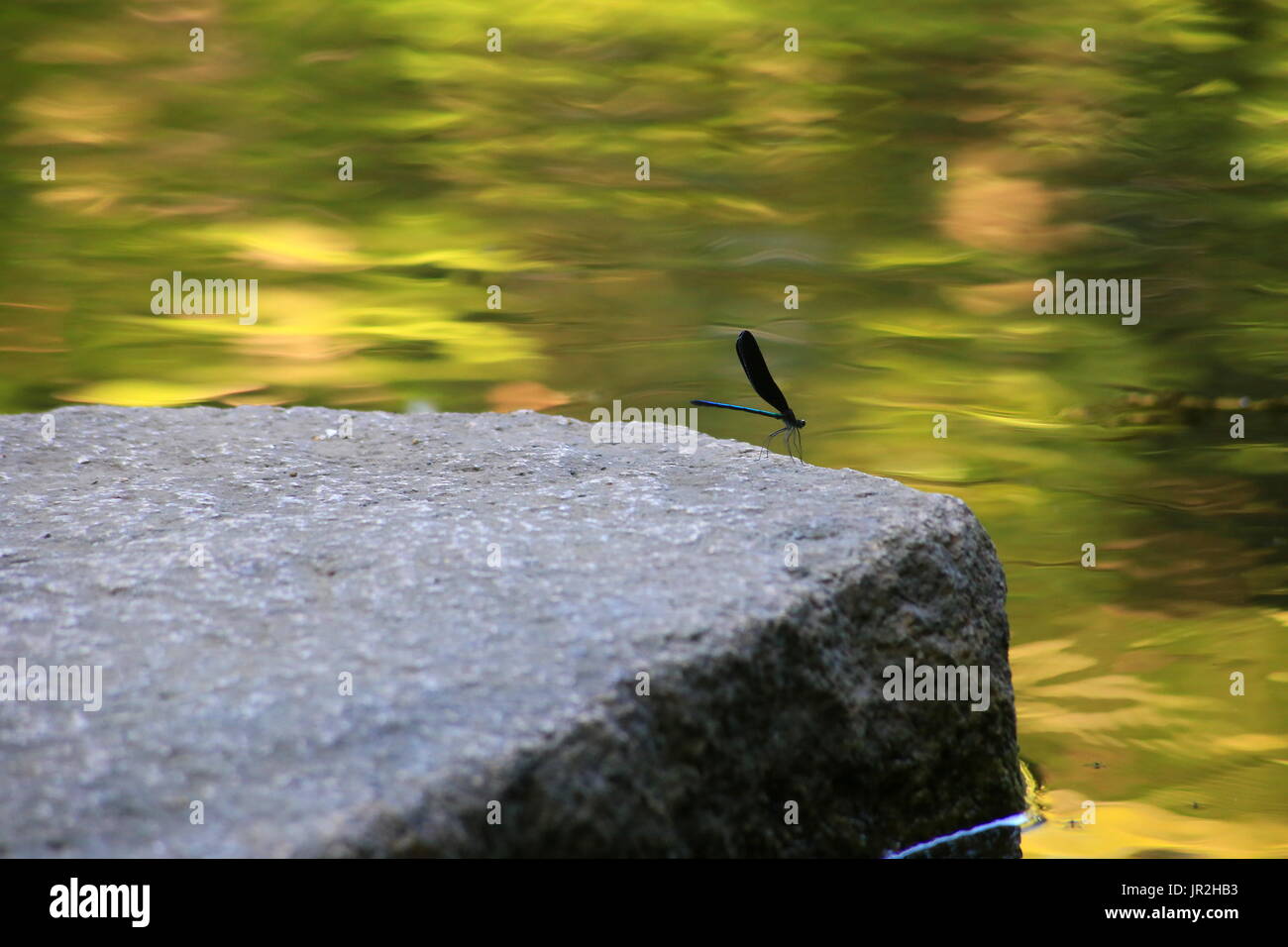 A small dragonfly rests on a rock in a decorative, koi pond in Serigaya ...