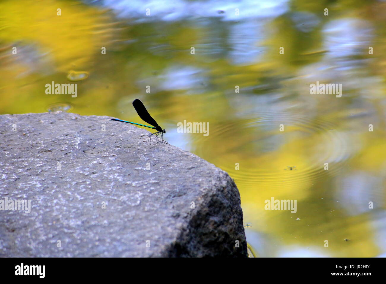A small dragonfly rests on a rock in a decorative, koi pond in Serigaya ...