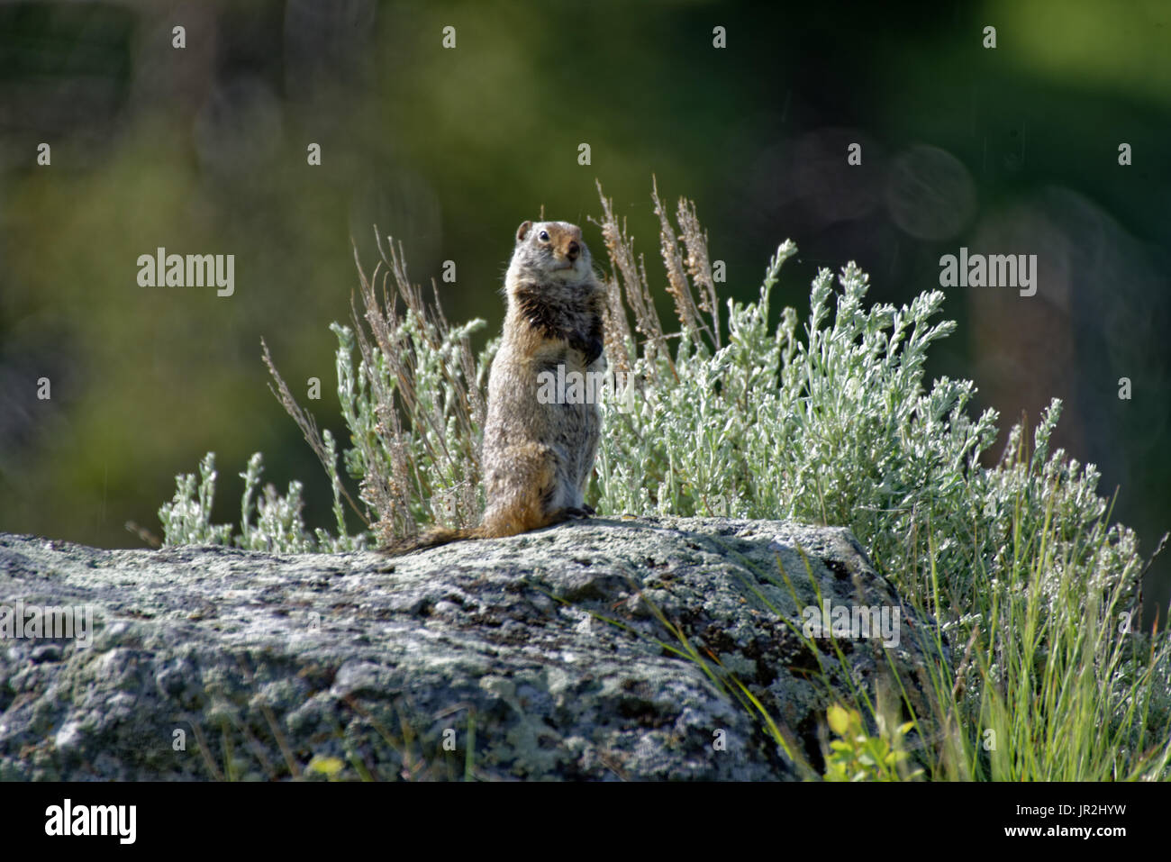 Grumpy Look High Resolution Stock Photography and Images - Alamy