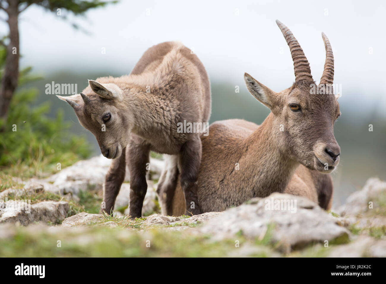 Alpine Ibex (Capra ibex) female and young at rest on rock, France Stock ...