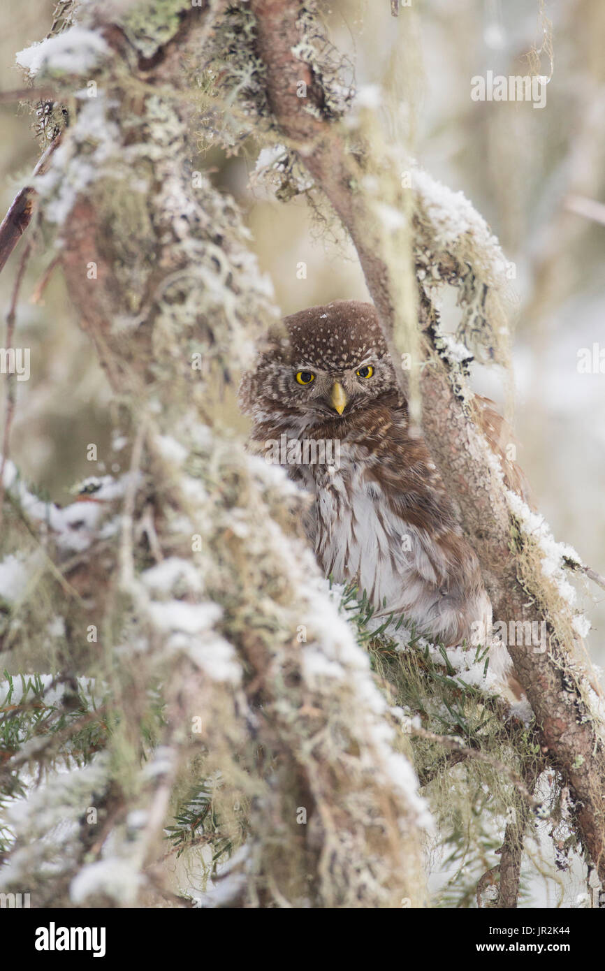 Pygmy Owl (Glaucidium passerinum), on a snowy branch, France Stock ...