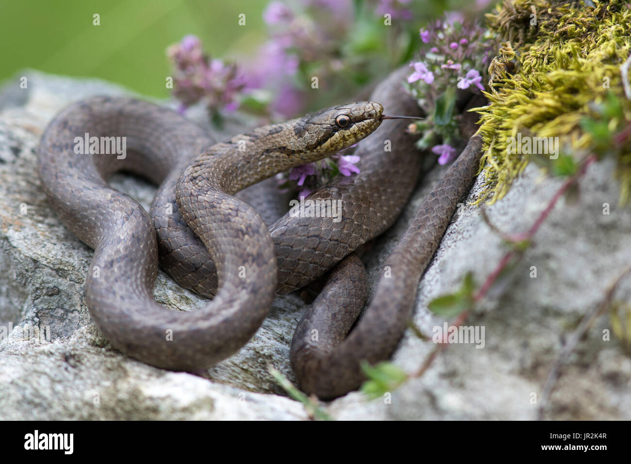 Smooth Snake (Coronella austriaca austriaca), Alps, Italy Stock Photo ...