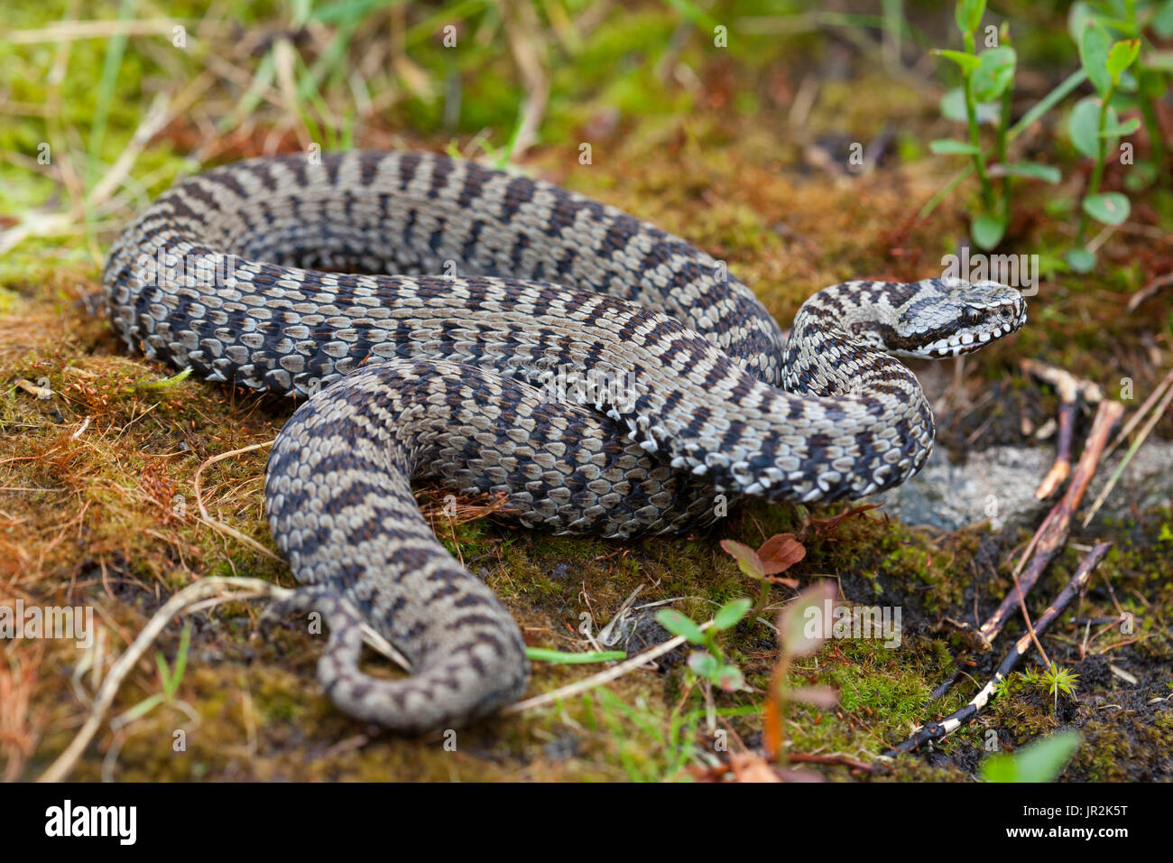 New world viper hi-res stock photography and images - Alamy