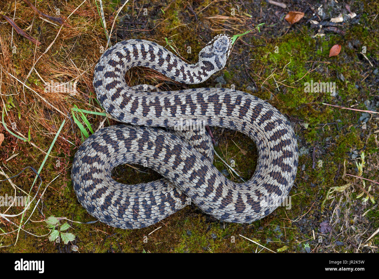 New world viper hi-res stock photography and images - Alamy