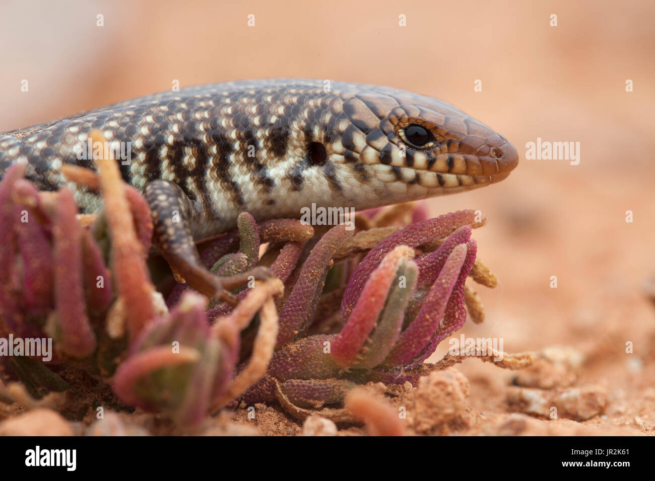 Many-scaled Cylindrical Skink (Chalcides polylepis), Morocco Stock ...