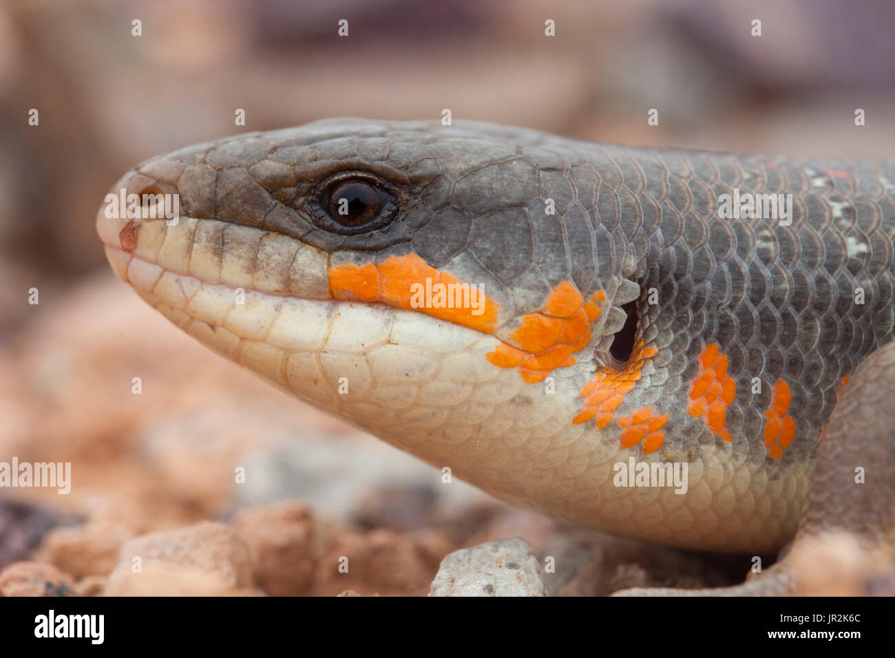 Algerian Skink (Eumeces algeriensis), Morocco Stock Photo - Alamy