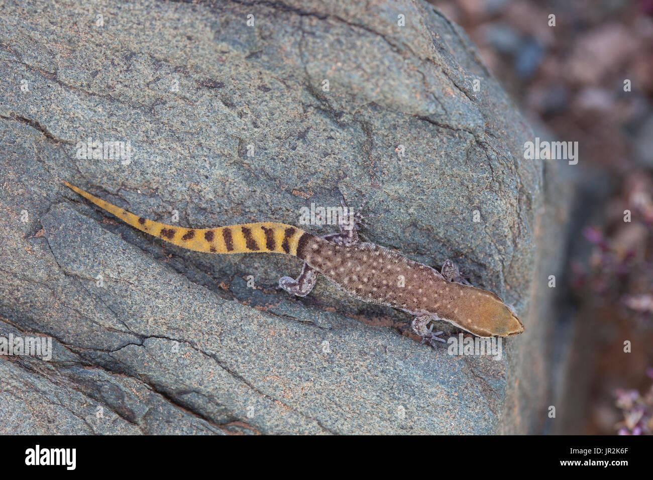 Morocco Lizard-fingered Gecko (Saurodactylus brosseti), Morocco Stock ...