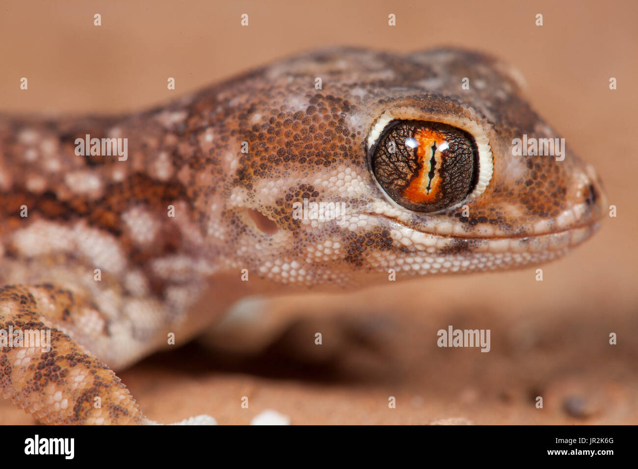 Northern Elegant Gecko (Stenodactylus mauritanicus), South West Morocco ...