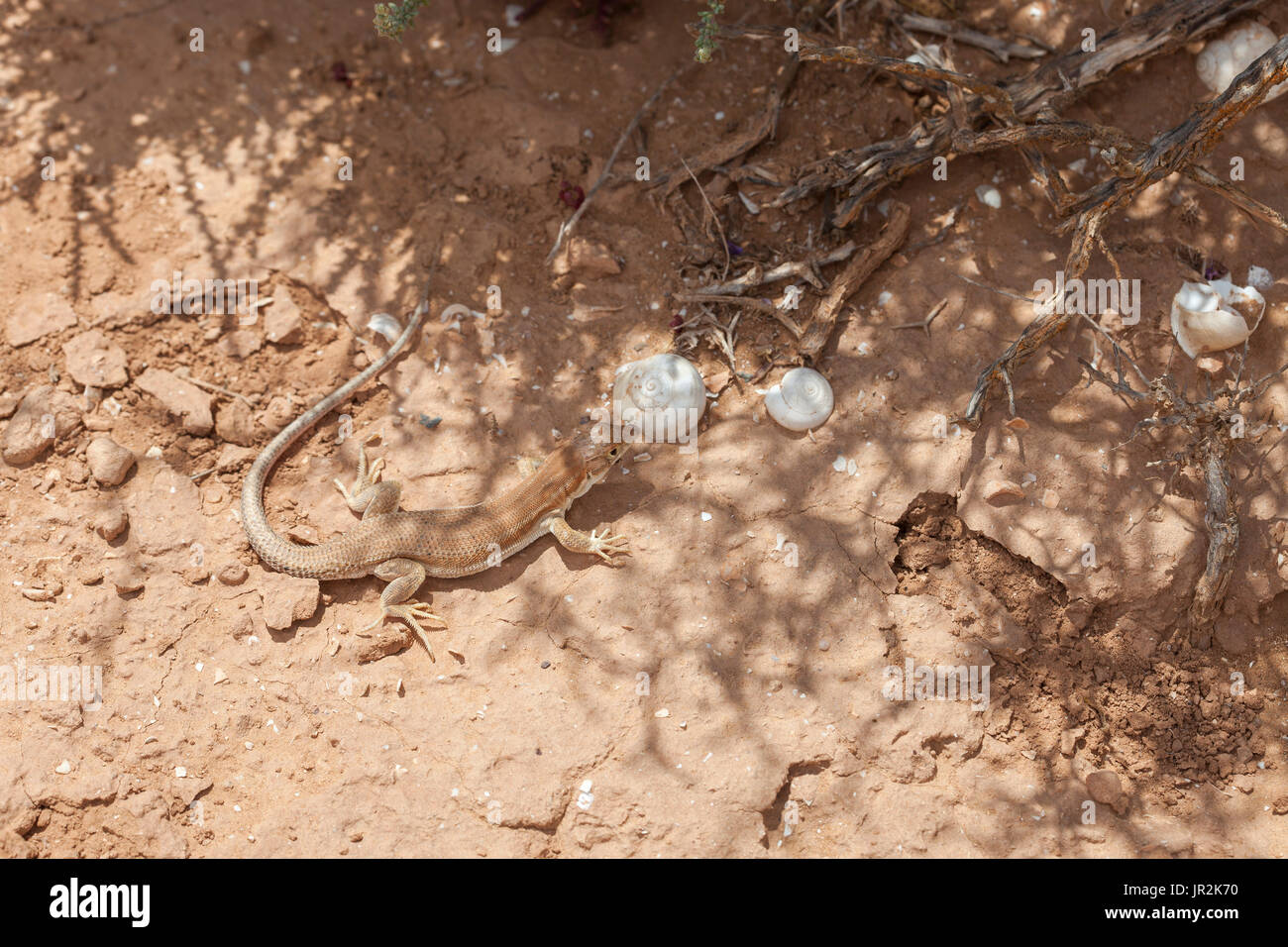 Bosc's fringe-toed lizard (Acanthodactylus boskianus), Morocco Stock ...