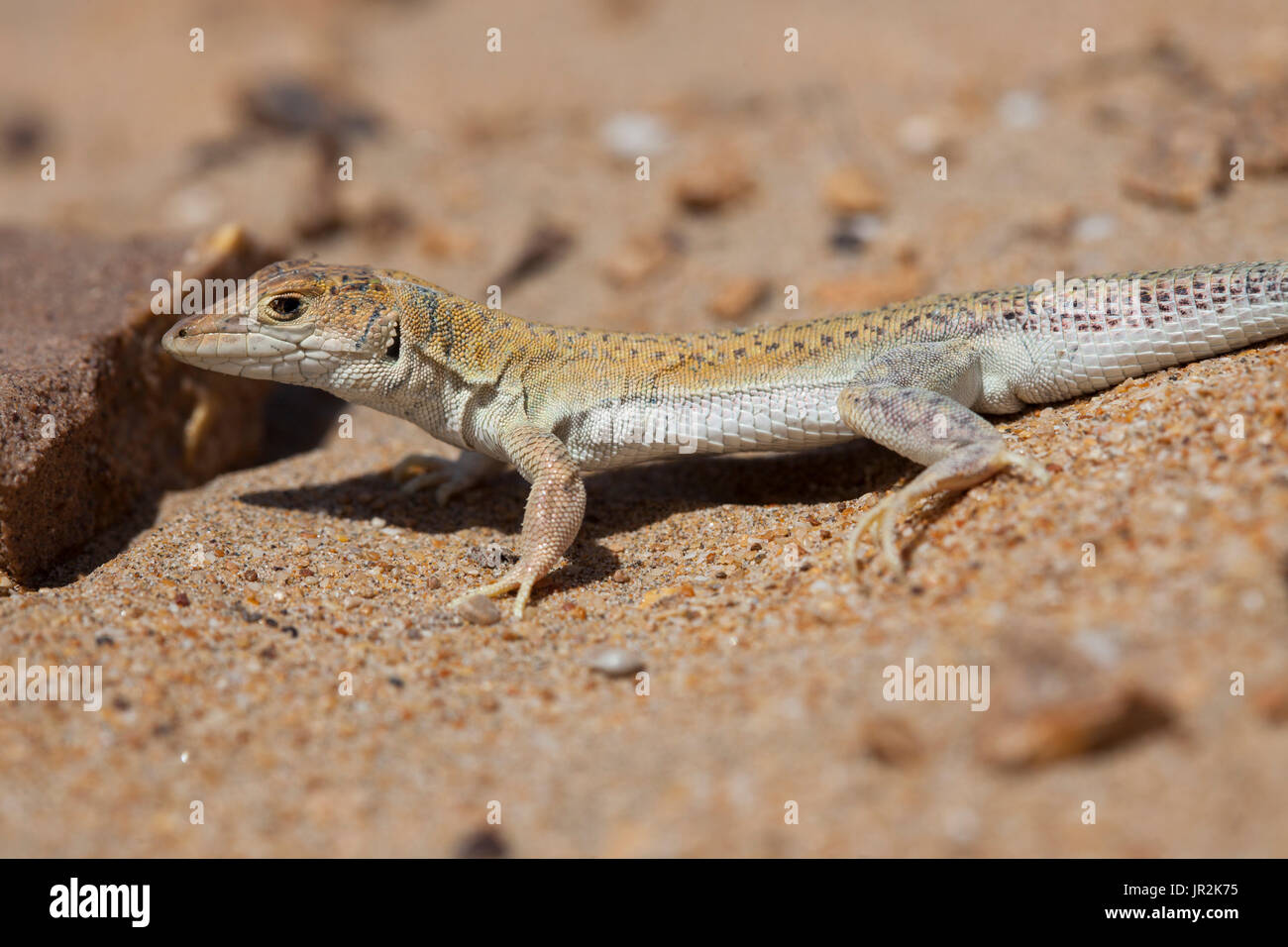 Golden Fringe-fingered Lizard (Acanthodactylus aureus), Morocco Stock ...