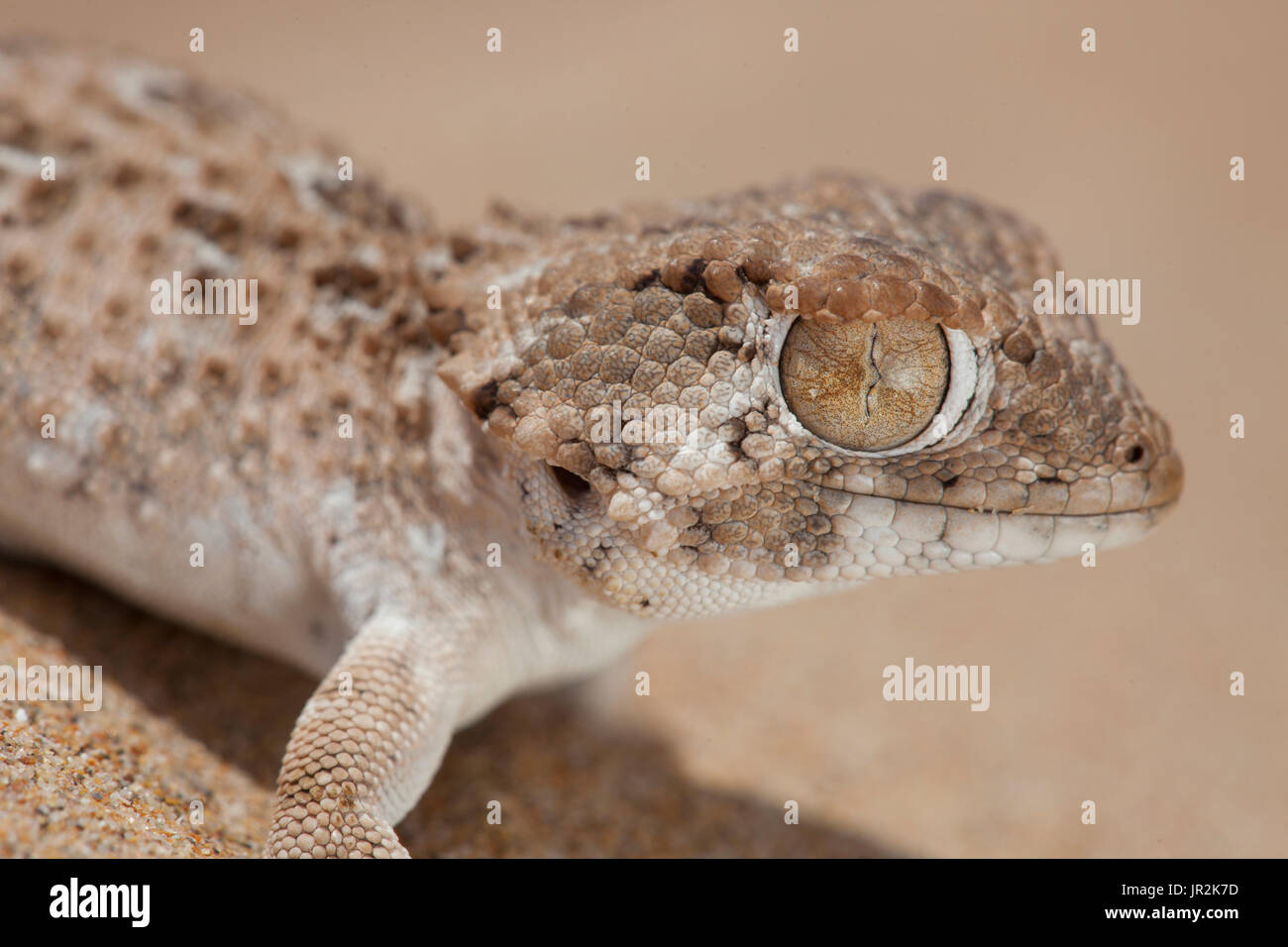 Helmethead gecko hi-res stock photography and images - Alamy