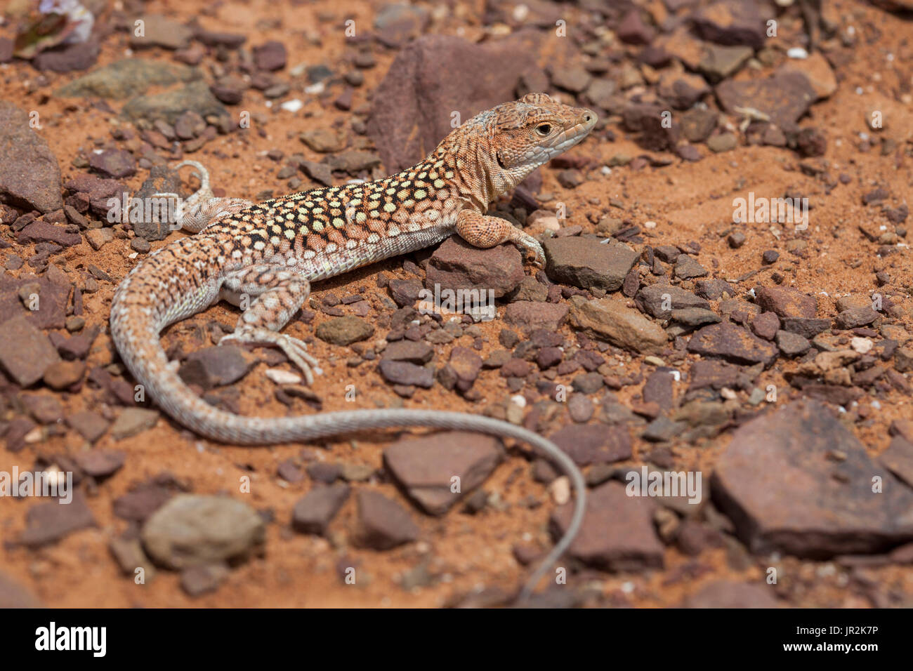 Leopard Fringe-Fingered lizard (Acanthodactylus pardalis), South West ...